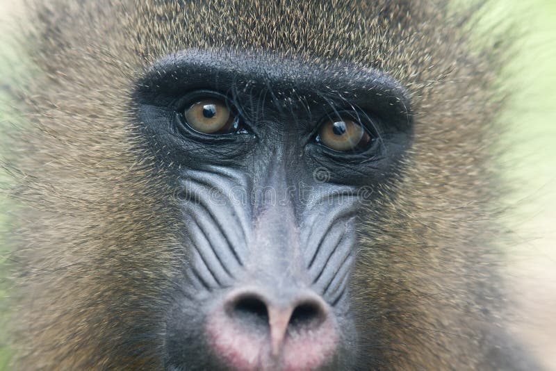 Hamadryad stock photo. Image of letters, global, picture - 18582258