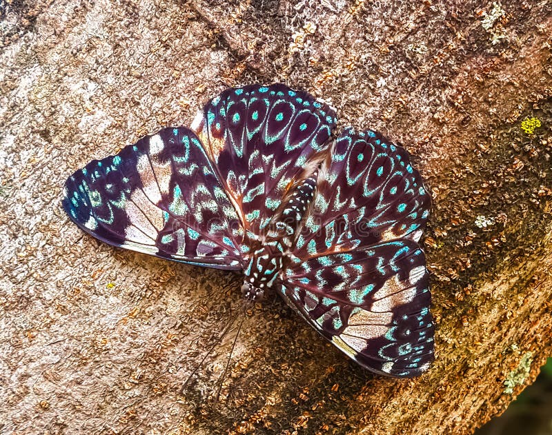 Hamadryas Amphinome - Cracker Butterfly Stock Photo - Image of beauty ...