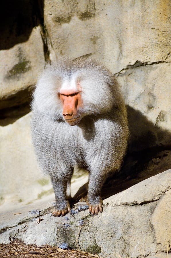 Hamadryas babian fotografering för bildbyråer. Bild av manlig - 34131525