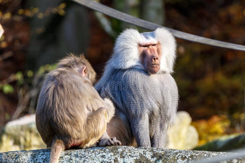 Hamadryas Babian (Papiohamadryas) Arkivfoto - Bild av parkera ...