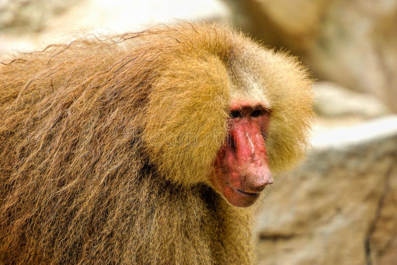 Hamadryas Babianer (Papiohamadryas) Fotografering för Bildbyråer - Bild ...