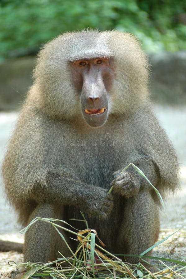 8+ Smiling baboon Free Stock Photos - StockFreeImages