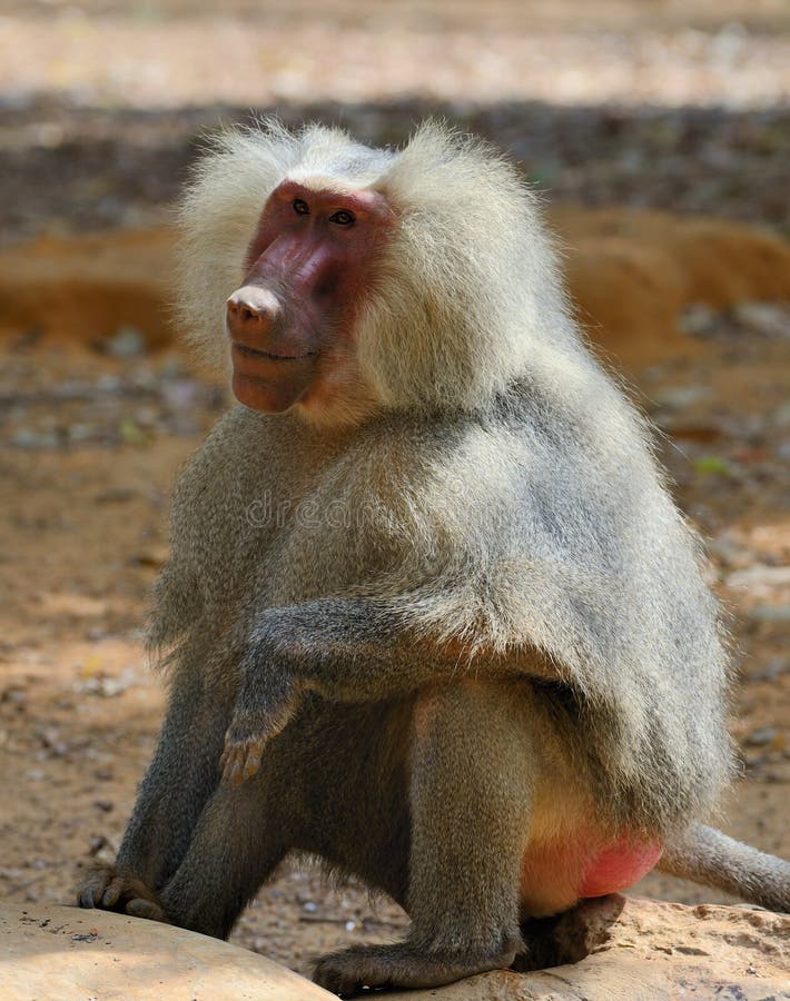 The Hamadryas Baboon, Papio Hamadryas Is A Species Of Baboon Stock ...