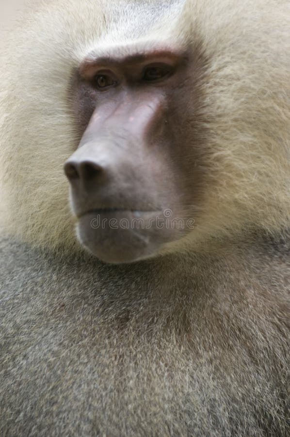 Hamadryas Baboon stock photo. Image of papio, fluffy, ethiopia - 2272612