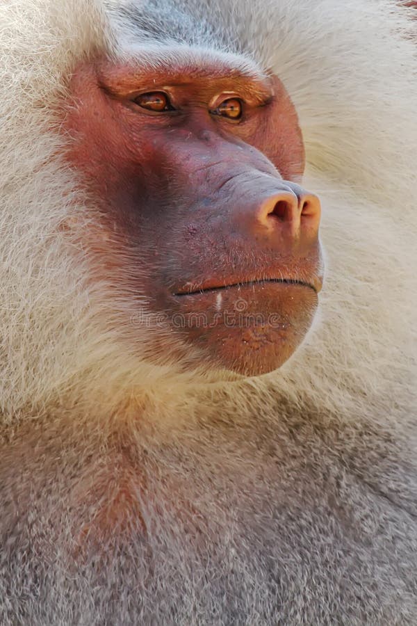 Hamadryas baboon stock photo. Image of fierce, creature - 41876428