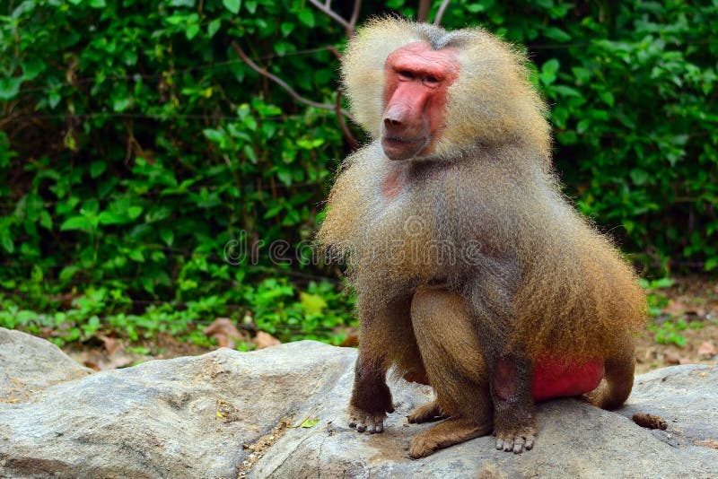 Yawning baboon stock image. Image of fluffy, cynocephalus - 30848613