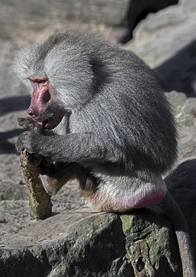 Hamadryas baboon male 2 stock image. Image of species - 77427905