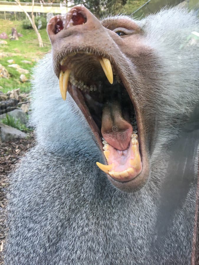 The Silvery Baboon Smiles To Spectators Stock Photo - Image of sand ...