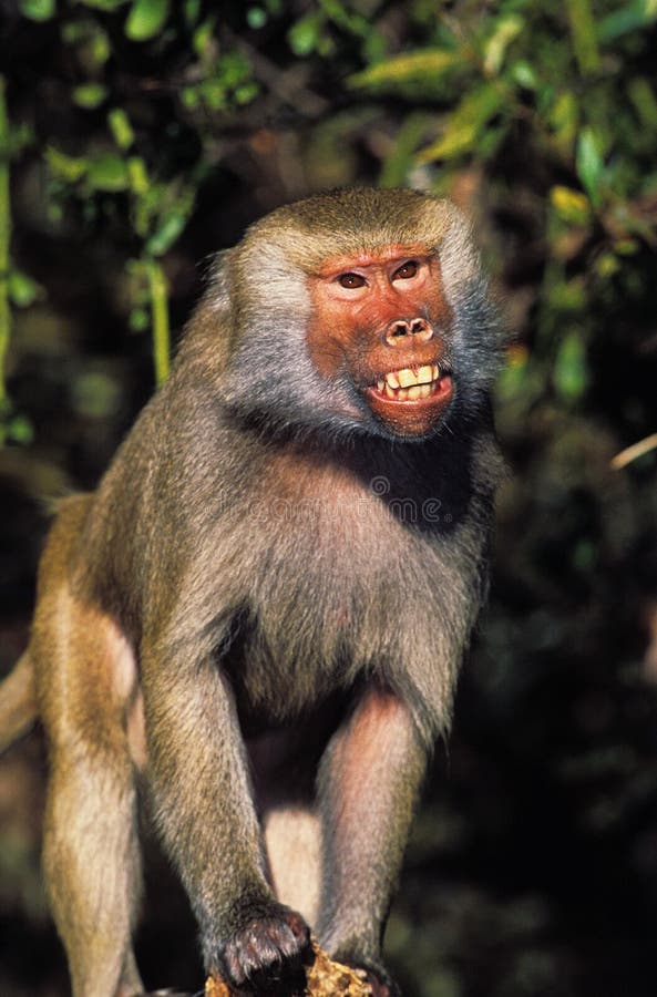 Hamadryas Baboon, Papio Hamadryas, Female with Funny Face Stock Photo ...