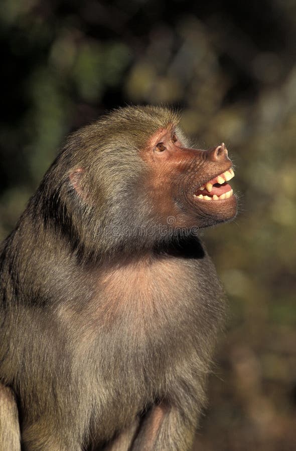 Hamadryas Baboon, Papio Hamadryas, Female with Funny Face Stock Photo ...