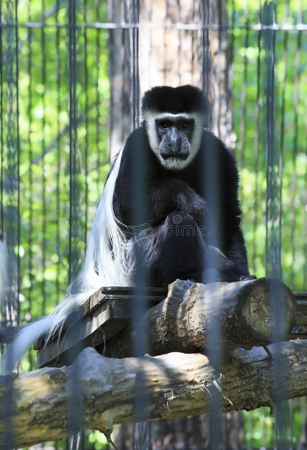 Hamadryas Baboon (Papio Hamadryas). Stock Photo - Image of animal ...