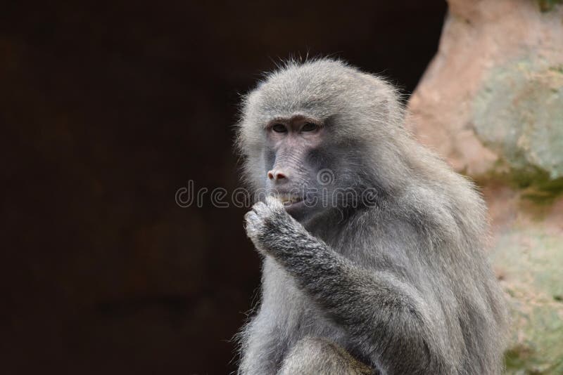 A Baboon Sitting with His Hand Up To His Mouth Stock Image - Image of ...