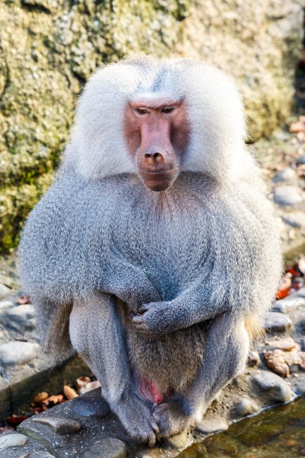 Male And Female Hamadryas Baboon Or Papio Hamadryas Family Stock Photo ...