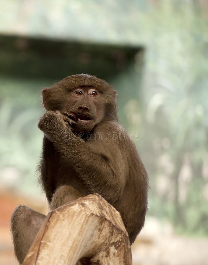 Hamadryas baboon stock photo. Image of closeup, macro - 33852006