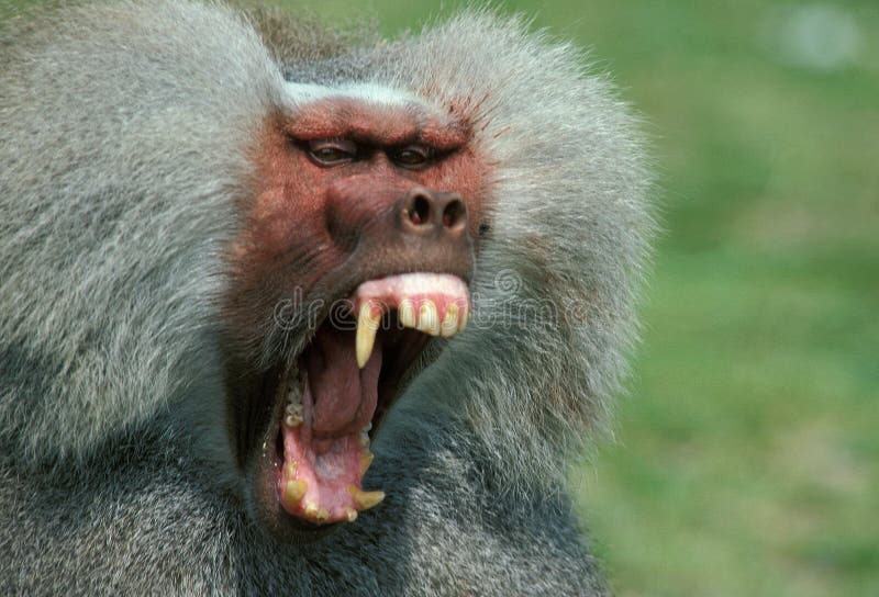Hamadryas Baboon, Papio Hamadryas, Male with Open Mouth, Defensive ...