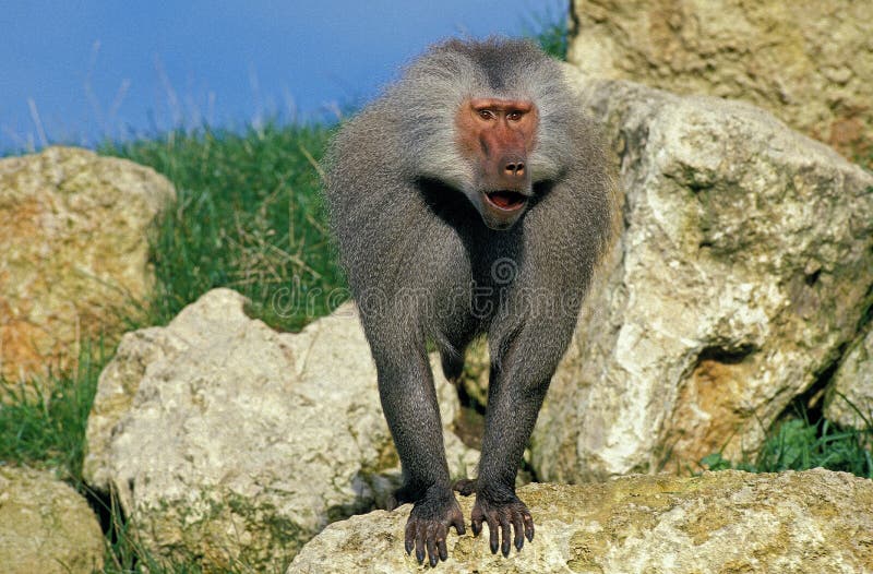 Hamadryas Baboon, Papio Hamadryas, Male Standing on Rocks Stock Photo ...