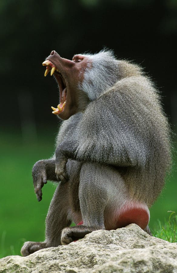 HAMADRYAS BABOON Papio Hamadryas, MALE YAWNING Stock Photo - Image of ...