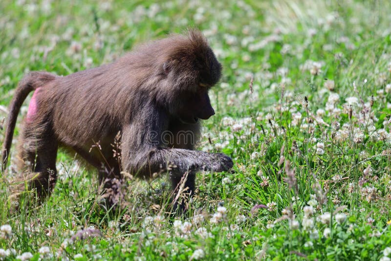 Portrait of Sad Hamadryas Baboon Papio Hamadryas Stock Photo - Image of ...