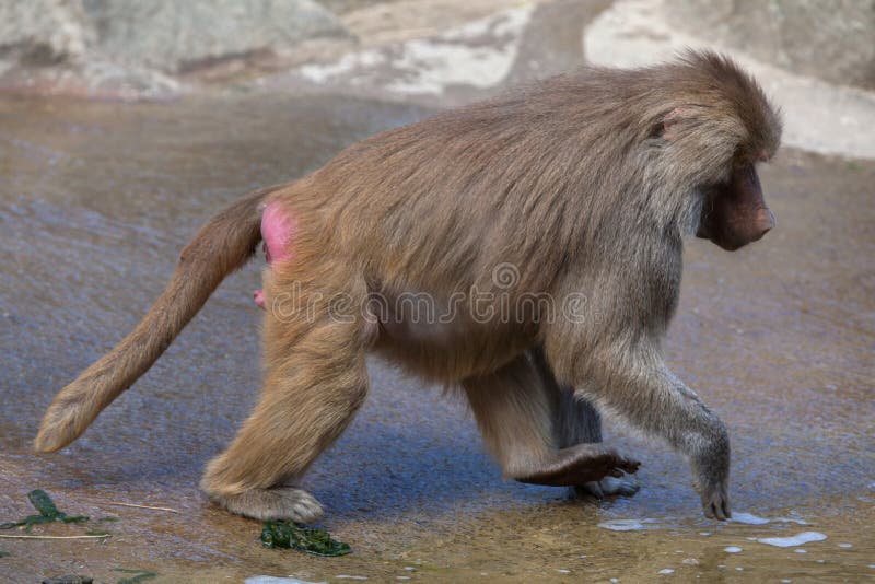 Hamadryas baboon stock photo. Image of primate, baboon - 79845046