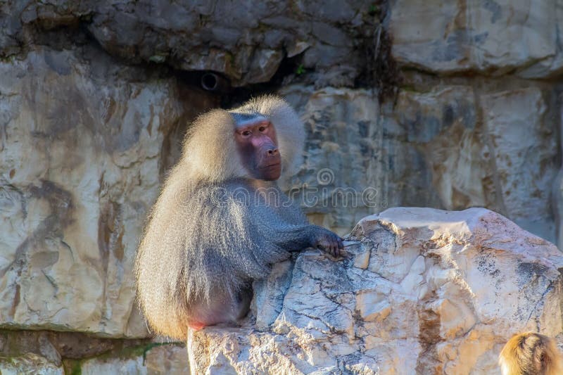 The Hamadryas Baboon: a Primate Species in a Zoo Stock Image - Image of ...