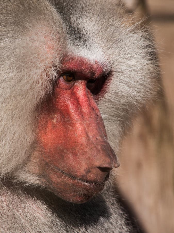 Hamadryas baboon stock image. Image of hair, hairy, eyes - 51796049