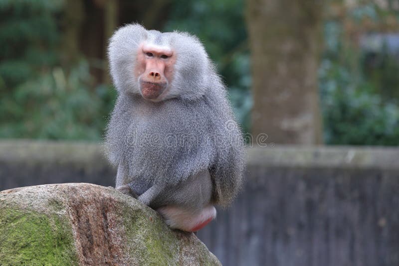 Hamadryas baboon on rock stock photo. Image of monkey - 233373126