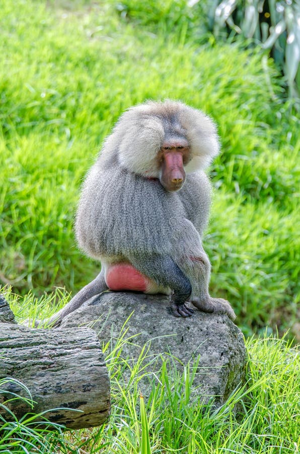 Hamadryas baboon stock image. Image of adult, rock, africa - 82508649