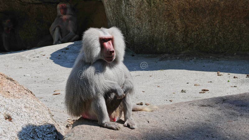 The Hamadryas Baboon, Papio Hamadryas is a Species of Baboon Stock ...