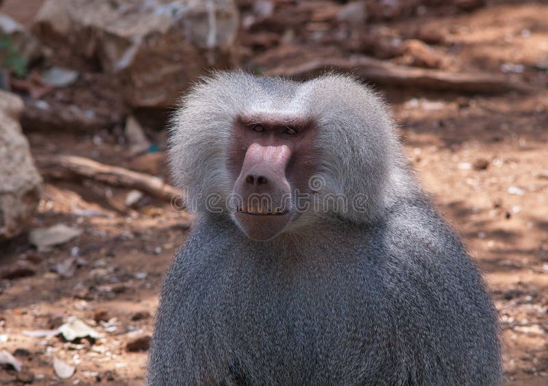 Hamadryas Baboon Looking Directly at the Camera Stock Photo - Image of ...
