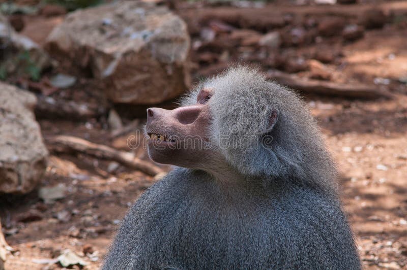Hamadryas Baboon Against the Background of Stones Stock Image - Image ...