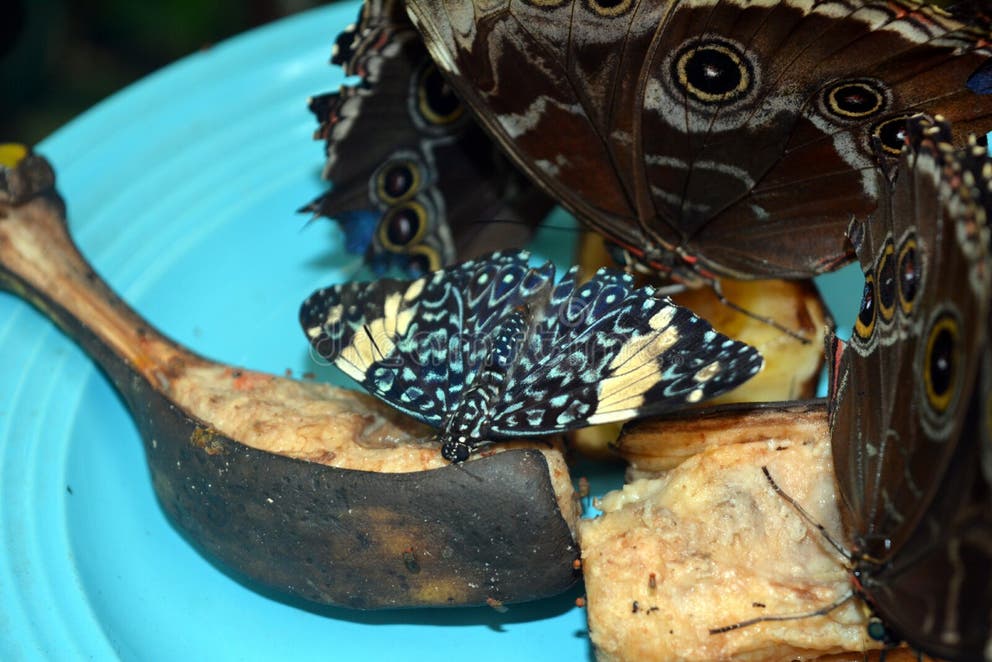Hamadryas Laodamia - Starry Night Cracker Stock Photo - Image of blue ...
