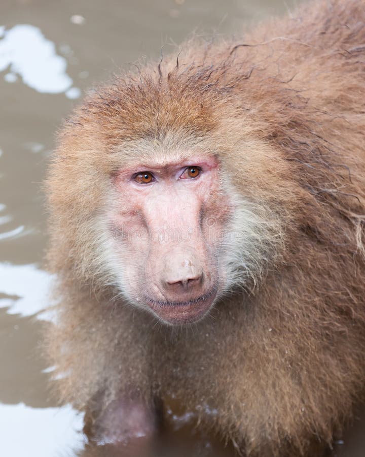 Hamadryas pawian zdjęcie stock. Obraz złożonej z femaleness - 36680702