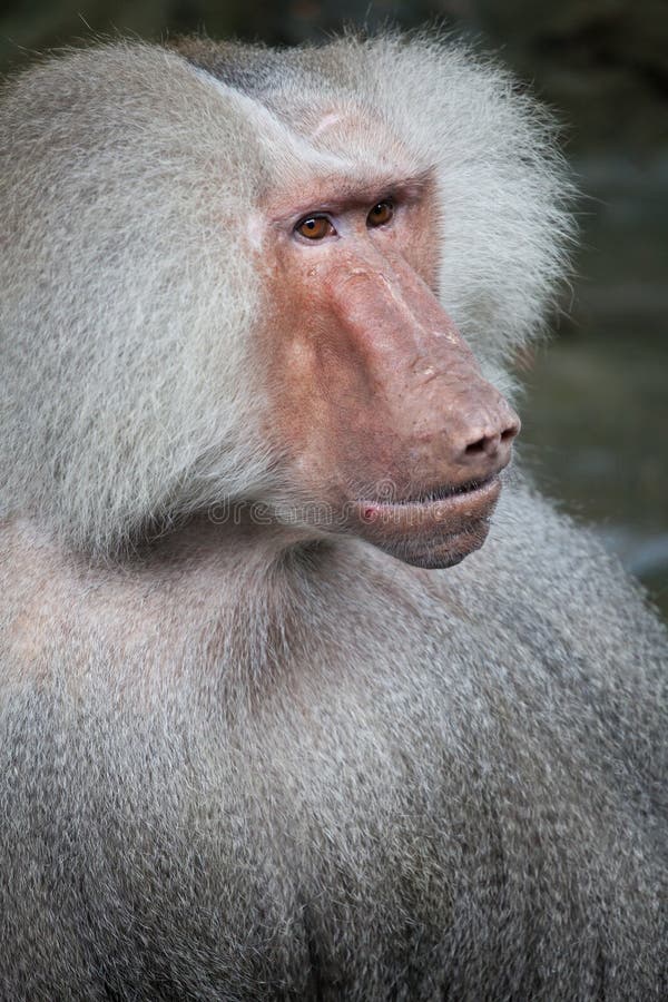 Pawian małpa zdjęcie stock. Obraz złożonej z dziki, afrykanin - 57339124