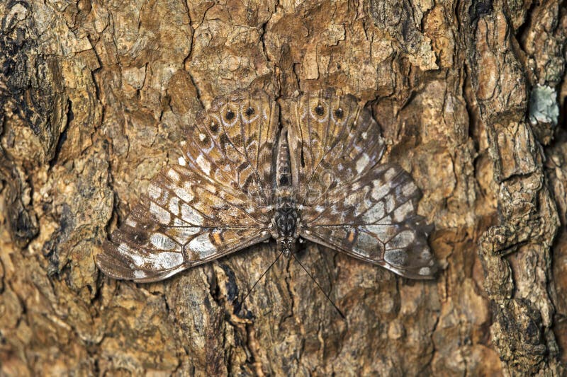 De Reuze Vlinder Van De Uil Stock Afbeelding - Image of vlinder, mooi ...