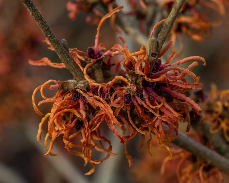 Hamamelis Ã— Intermedia `Robert` Stock Photo - Image of robert, garden ...