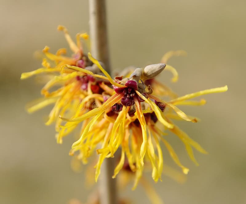 Hamamelis stock photo. Image of spring, petals, medicine - 7899100