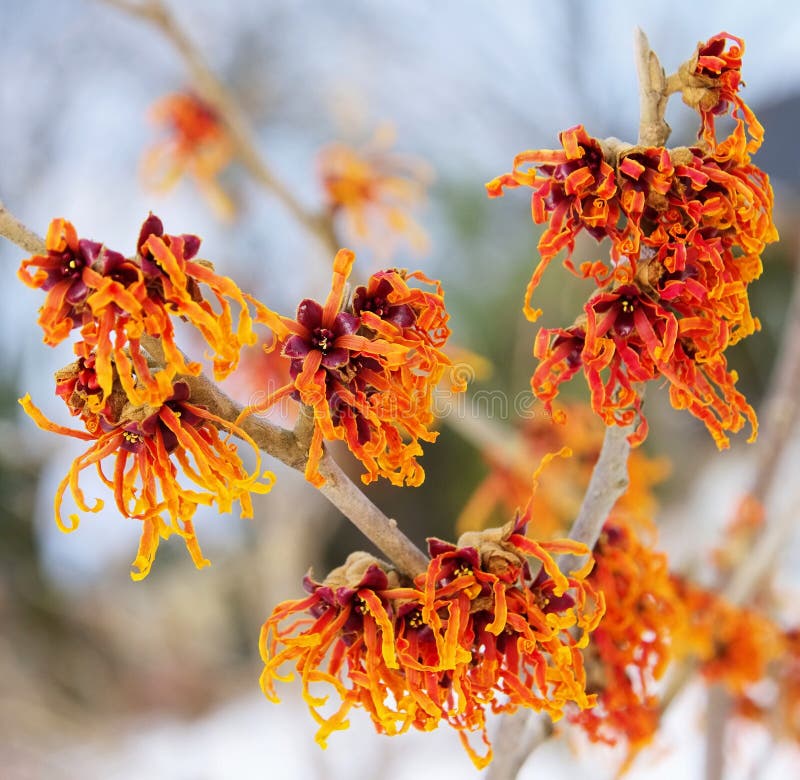 Hamamelis stock image. Image of yellow, blooming, winter - 28687303