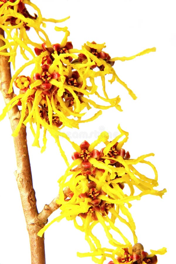 Hamamelis isolated stock photo. Image of spring, hamamelis - 8388148
