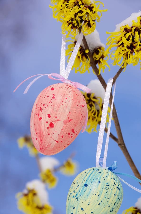 Hamamelis Shrub in Easter Time Stock Image - Image of purple ...