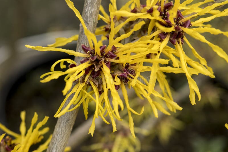 A New Cultivar of Hamamelis X Intermedia Known As `Amanda` Stock Image ...