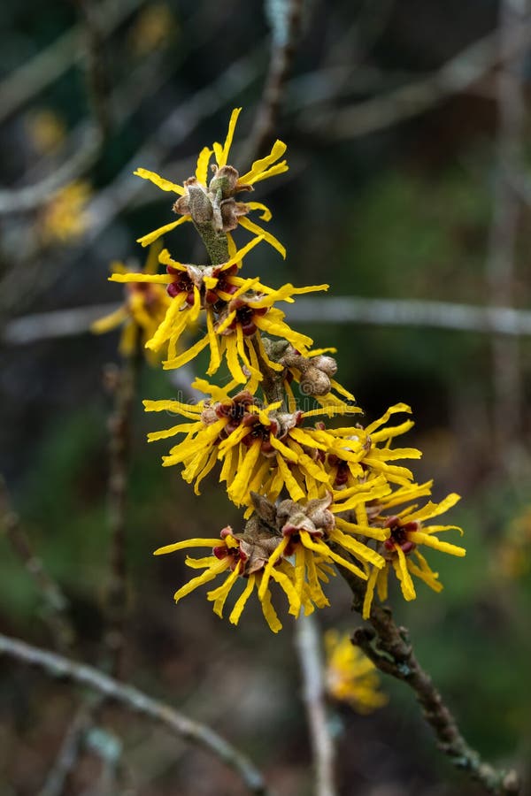 Hamamelis X Intermedia Brevipetala (Witch Hazel Stock Photo - Image of ...