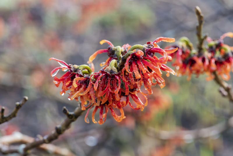 Hamamelis X Intermedia `Diane` Witch Hazel Stock Photo - Image of ...