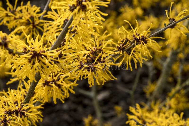 The New Cultivar Hamamelis X Intermedia `Evi Stock Photo - Image of ...