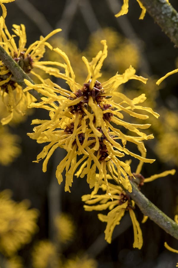 The Witch Hazel Hamamelis X Intermedia `Evi Stock Photo - Image of ...
