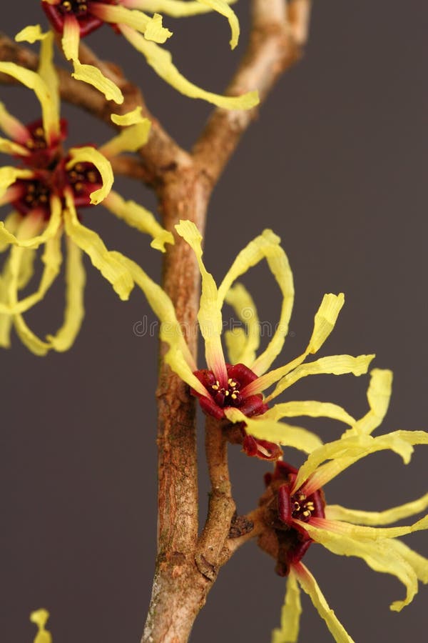 Hamamelis Mollis - Witch-Hazel in Winter Stock Photo - Image of mollis ...