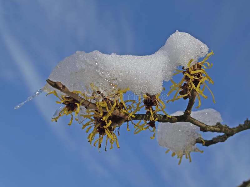 Hamamelis Mollis - Witch-Hazel in Winter Stock Photo - Image of mollis ...