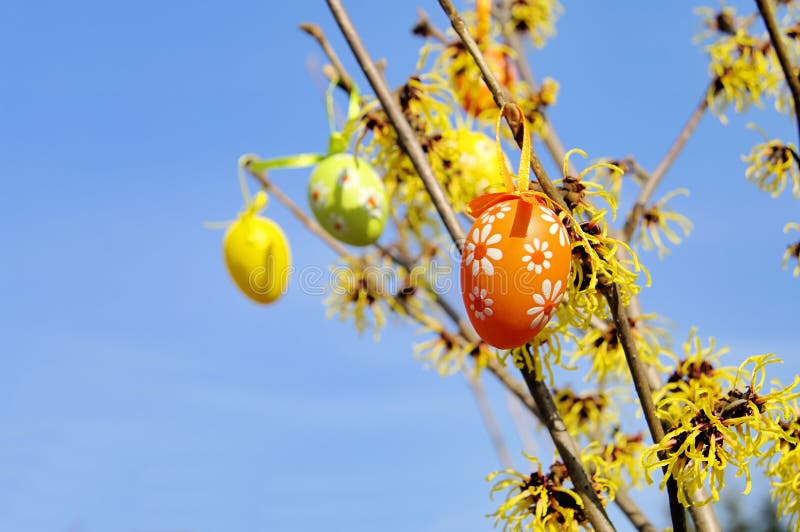 Hamamelis Shrub in Easter Time Stock Photo - Image of spring, ornament ...