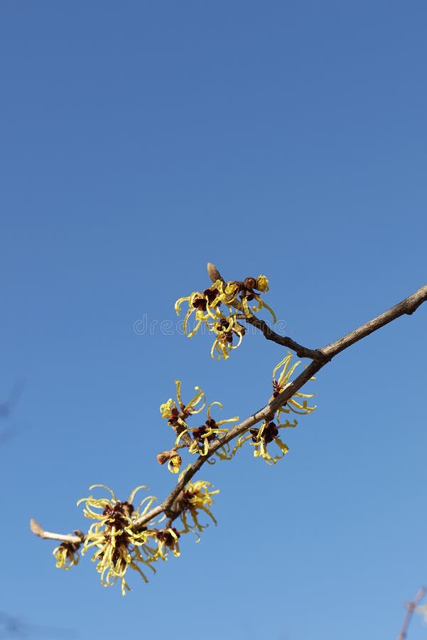 Hamamelis virginiana stock image. Image of flower, garden - 34366923