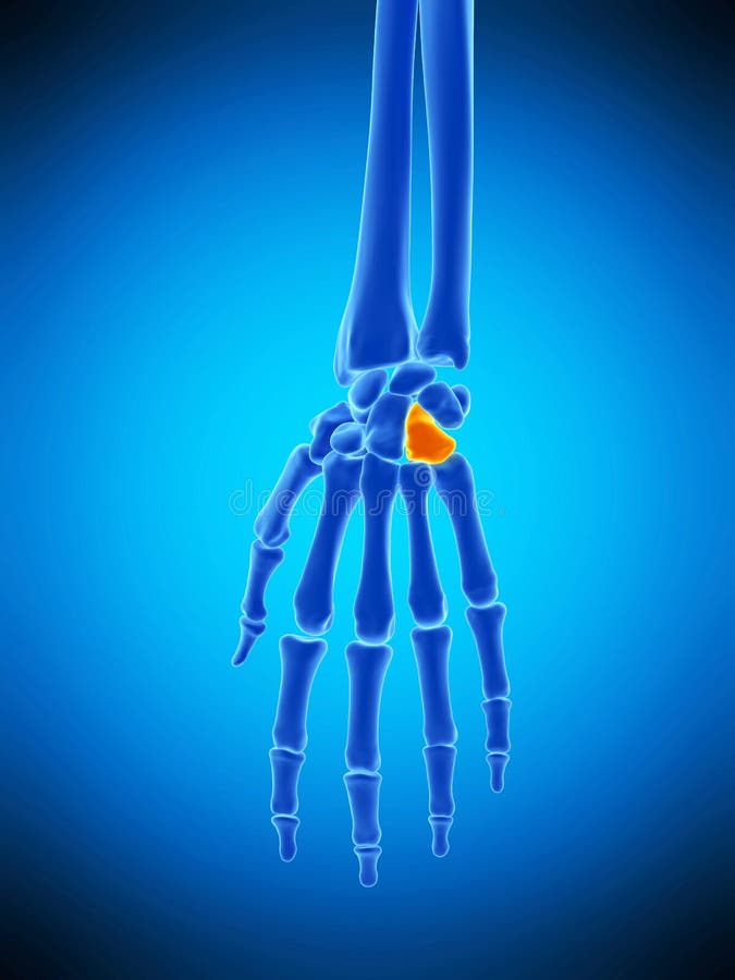 The hamate bone stock illustration. Illustration of anatomy - 56651970