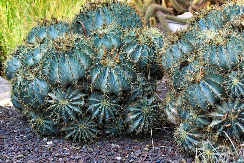 Hamatocactus Setispinus Cactus Plant in the Garden Stock Photo - Image ...